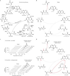 Sulfate radicals enable a non-enzymatic Krebs cycle precursor | Nature ...