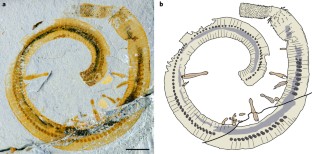 Host-specific infestation in early Cambrian worms | Nature Ecology ...