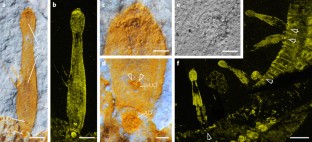 Host-specific infestation in early Cambrian worms | Nature Ecology ...