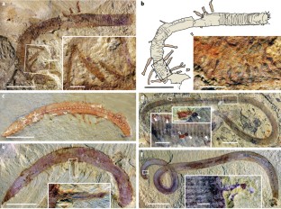 Host-specific infestation in early Cambrian worms | Nature Ecology ...