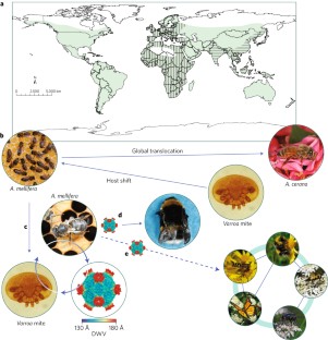 Risks to pollinators and pollination from invasive alien species ...