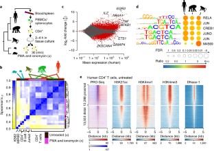 Dynamic evolution of regulatory element ensembles in primate CD4 + T cells | Nature Ecology ...