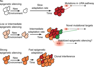 Epigenetic gene silencing alters the mechanisms and rate of ...