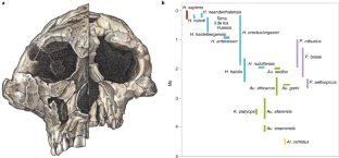 The evolutionary history of the human face | Nature Ecology & Evolution