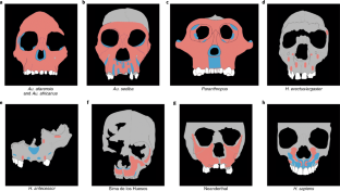 The evolutionary history of the human face | Nature Ecology & Evolution