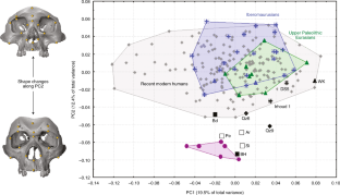 The evolutionary history of the human face | Nature Ecology & Evolution