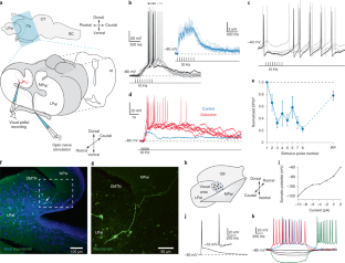The evolutionary origin of visual and somatosensory representation in ...