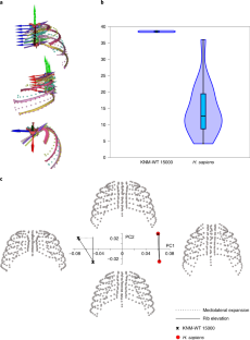 Rib cage anatomy in Homo erectus suggests a recent evolutionary origin ...