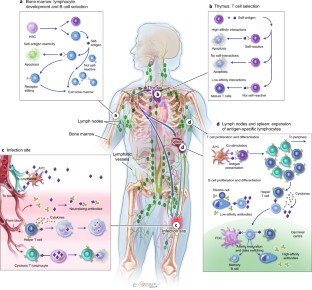 Designing natural and synthetic immune tissues | Nature Materials