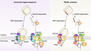 The perplexing PEXEL protein secretory pathway | Nature Microbiology