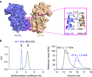 Structural basis of the arbitrium peptide–AimR communication system in ...