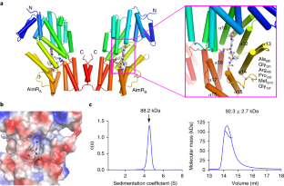 Structural basis of the arbitrium peptide–AimR communication system in ...