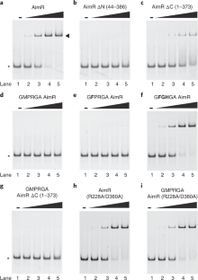 Structural basis of the arbitrium peptide–AimR communication system in ...