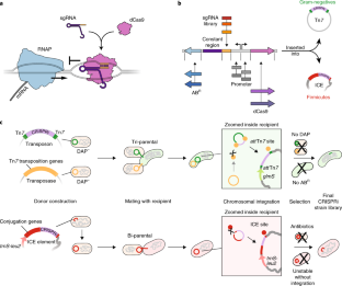Enabling genetic analysis of diverse bacteria with Mobile-CRISPRi ...