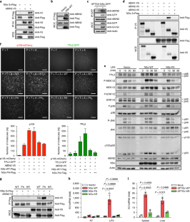 Severe fever with thrombocytopenia syndrome phlebovirus non-structural ...