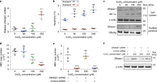 Hypoxia-induced human deoxyribonuclease I is a cellular restriction ...