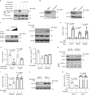 ADP-ribosyltransferase PARP11 modulates the interferon antiviral ...