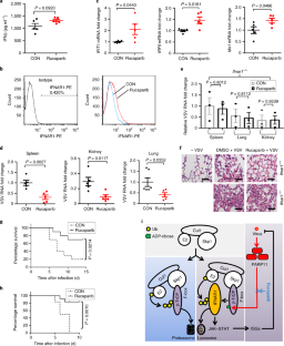 ADP-ribosyltransferase PARP11 modulates the interferon antiviral ...