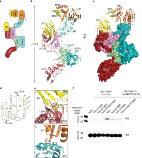 Structural basis for influenza virus NS1 protein block of mRNA nuclear ...