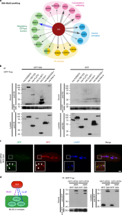 BioID screen of Salmonella type 3 secreted effectors reveals host ...