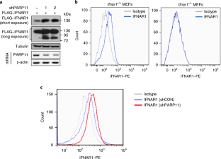 PARP11 regulates total levels of type-I interferon receptor IFNAR1 ...