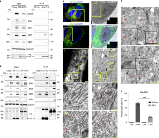 ER-shaping atlastin proteins act as central hubs to promote flavivirus ...