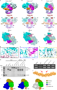 Structural insights into assembly, operation and inhibition of a type I ...