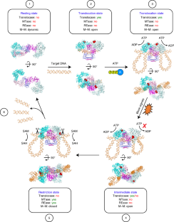 Structural insights into assembly, operation and inhibition of a type I ...