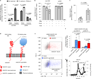 Exosome mimicry by a HAVCR1–NPC1 pathway of endosomal fusion mediates ...