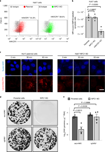 Exosome mimicry by a HAVCR1–NPC1 pathway of endosomal fusion mediates ...