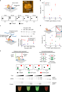 Construction of integrated gene logic-chip | Nature Nanotechnology