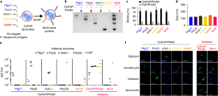 A malaria vaccine adjuvant based on recombinant antigen binding to ...