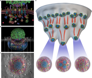 Current understanding of biological identity at the nanoscale and ...