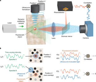 Fluorescence imaging through dynamic scattering media with speckle ...