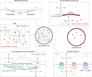 The physics of cell-size regulation across timescales | Nature Physics