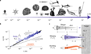 Universal elastic mechanism for stinger design | Nature Physics