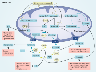 Rewiring urea cycle metabolism in cancer to support anabolism | Nature ...