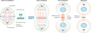 Cytokinesis defects and cancer | Nature Reviews Cancer