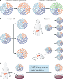 Genomic evolution of cancer models: perils and opportunities | Nature ...