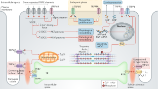 Transient receptor potential channels in cardiac health and disease ...