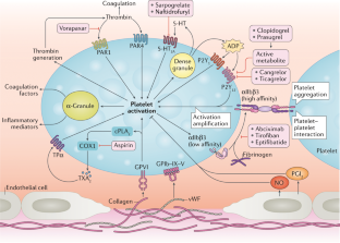 Dual-pathway inhibition for secondary and tertiary antithrombotic ...