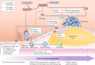 Dual-pathway inhibition for secondary and tertiary antithrombotic ...