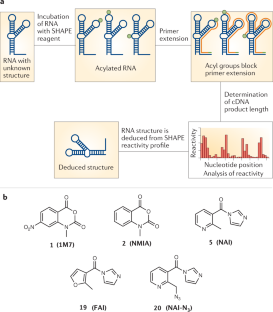 The chemistry and applications of RNA 2′-OH acylation | Nature Reviews ...