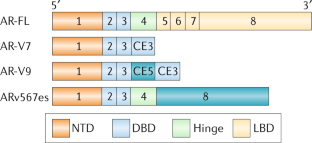 Alternative splicing in prostate cancer | Nature Reviews Clinical Oncology