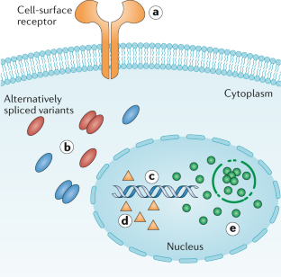 Alternative splicing in prostate cancer | Nature Reviews Clinical Oncology