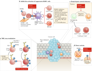 Roles of the RANKL–RANK axis in antitumour immunity — implications for ...