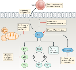 Therapeutic strategies to target RAS -mutant cancers | Nature Reviews ...