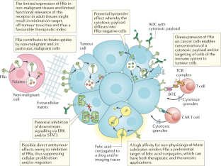 Exploiting the folate receptor α in oncology | Nature Reviews Clinical ...