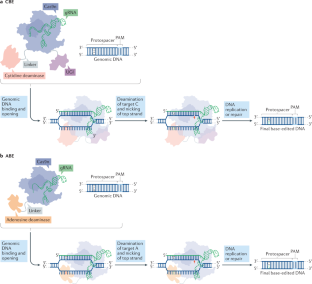 Base editing: advances and therapeutic opportunities | Nature Reviews ...