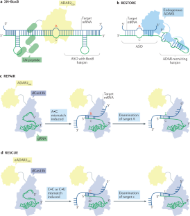 Base editing: advances and therapeutic opportunities | Nature Reviews ...